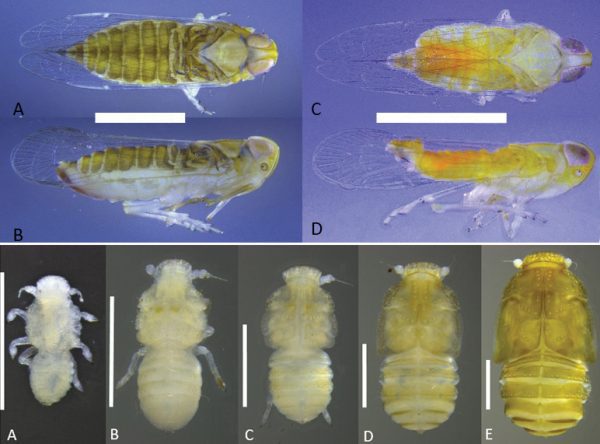 Lethal Bronzing In Sarasota – Preventing Lethal Bronzing From Spreading ...