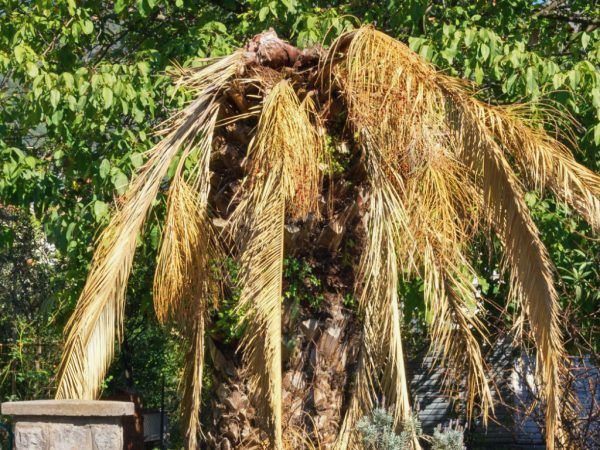 Reviving Yellowing Palm Trees: Strategies for Tree Companies ...